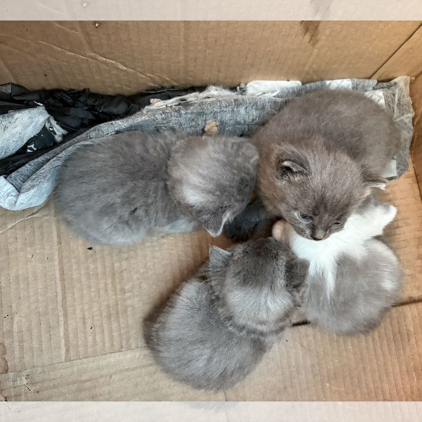 Котёнок в добрые руки