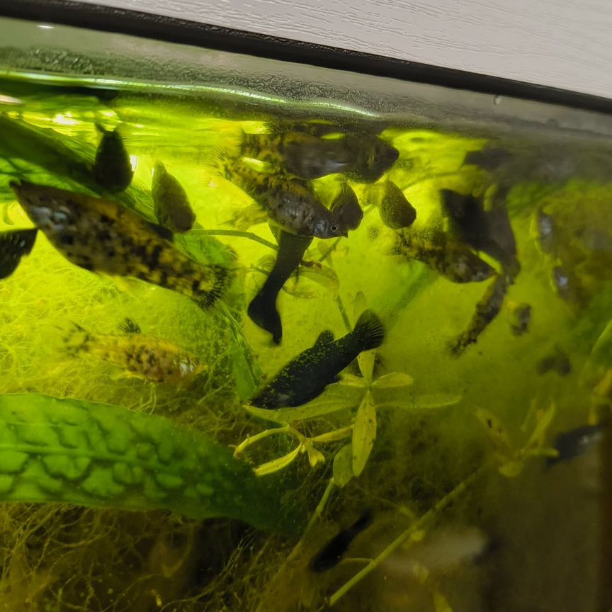 Рыбки Моллинезии