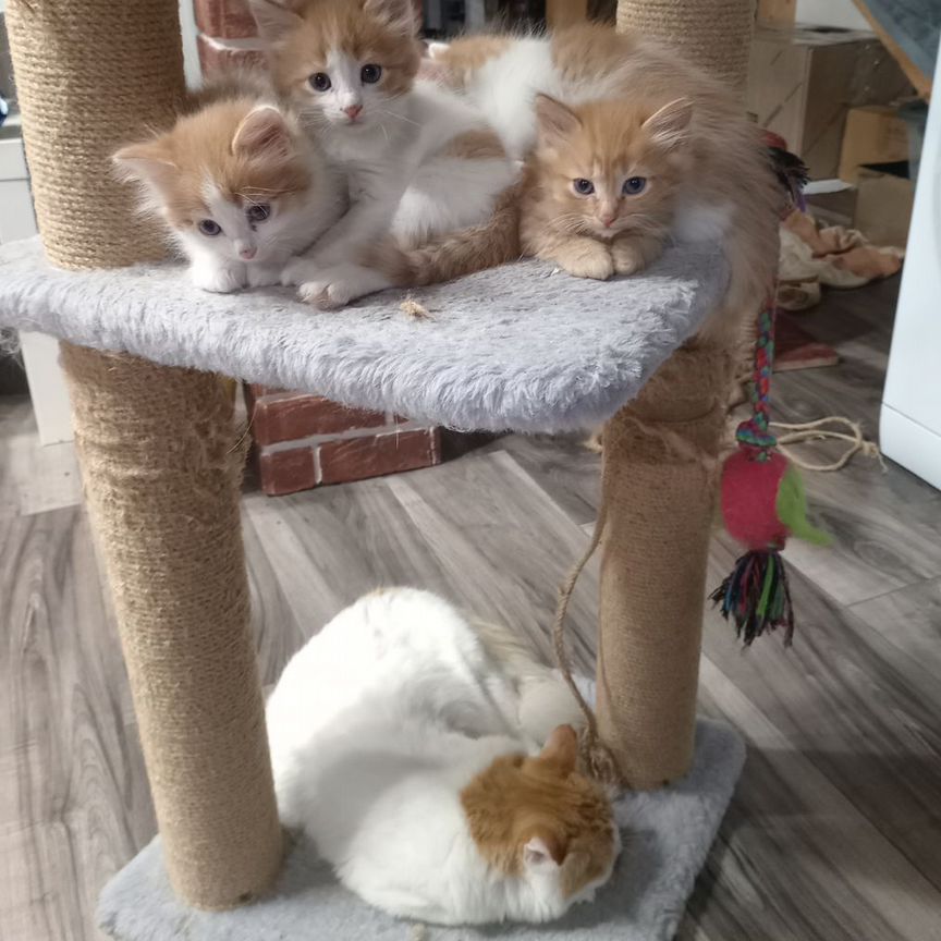 Котята в добрые руки бесплатно