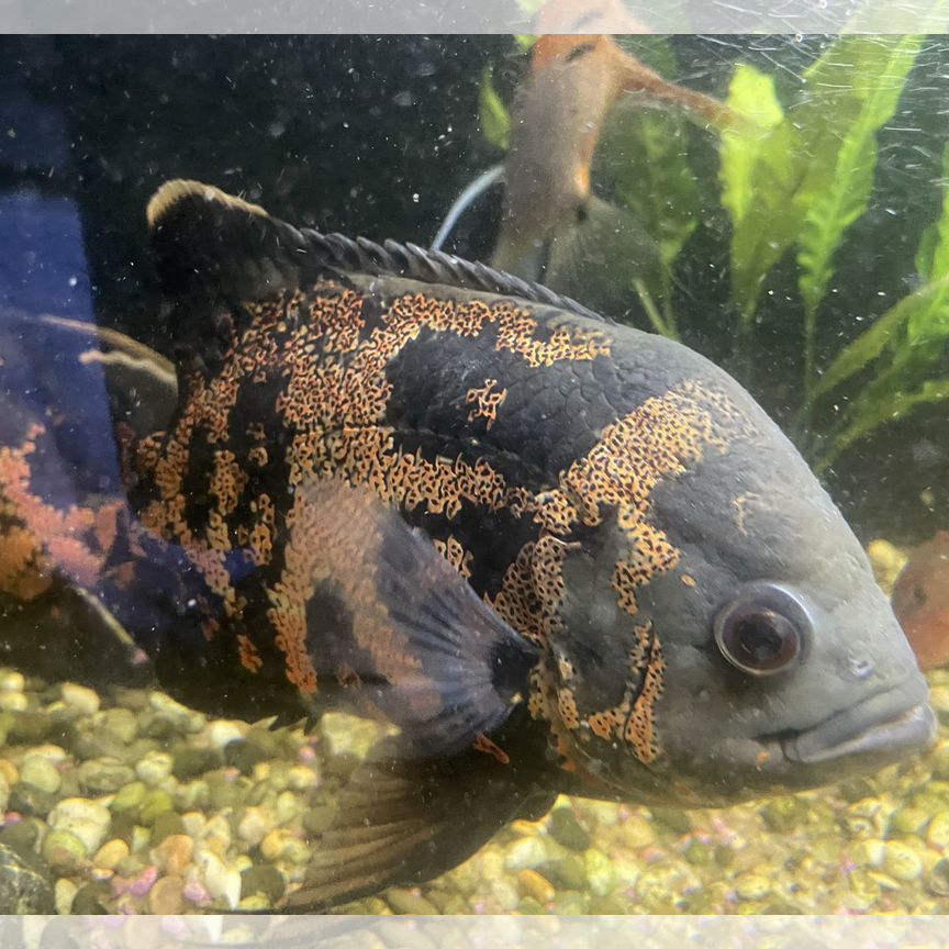 Астронотусы