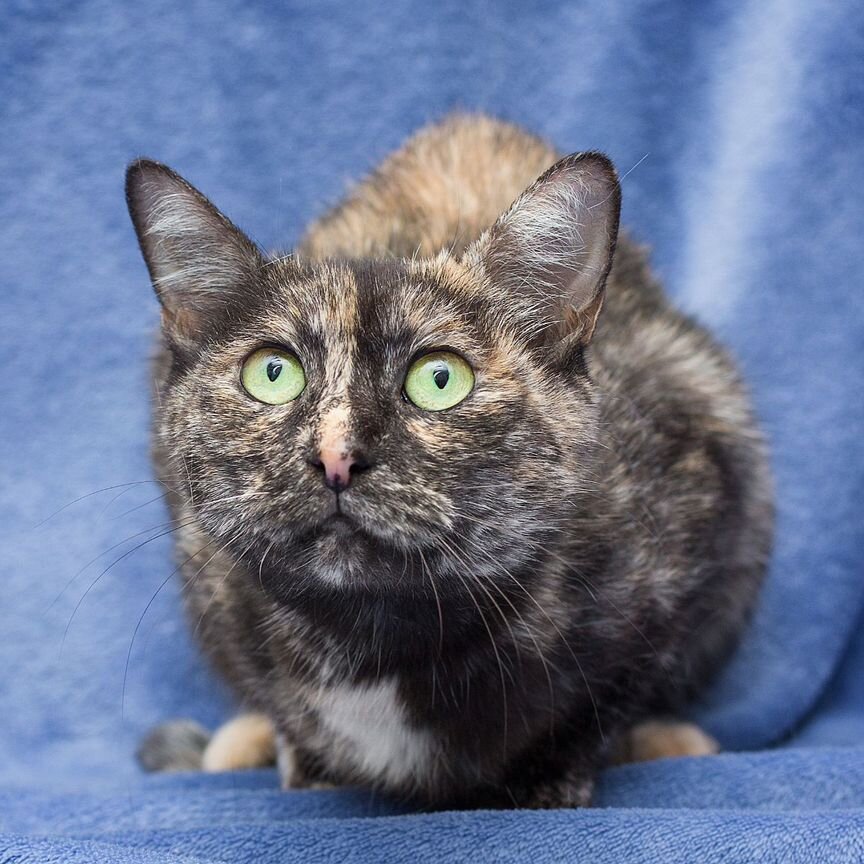 Ласковая добрая кошечка