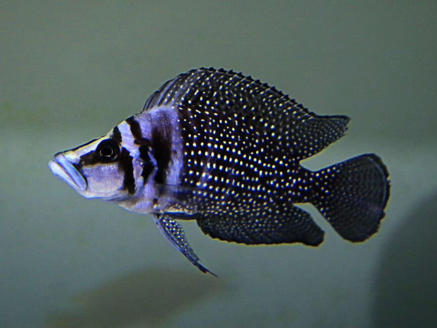 Альтолампрологус кальвус блэк