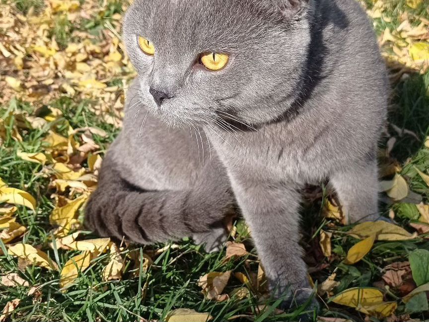 Британский кот вязка