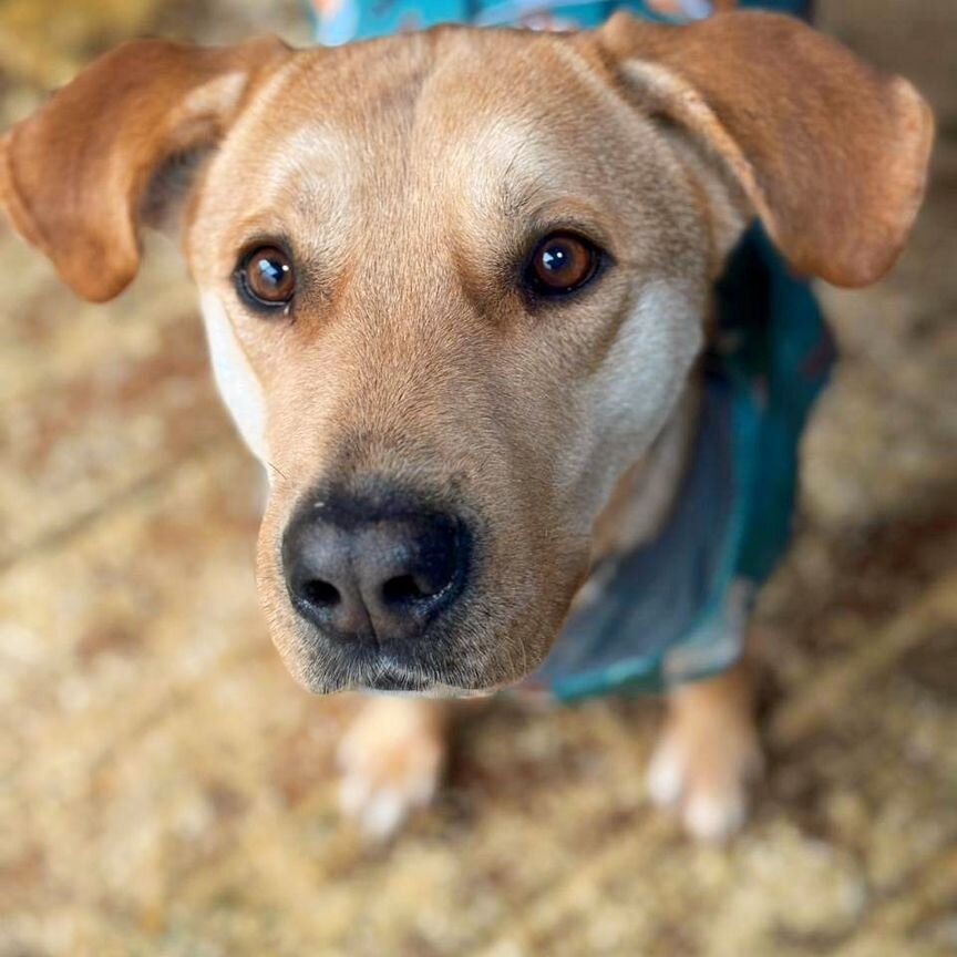 Собака в добрые руки