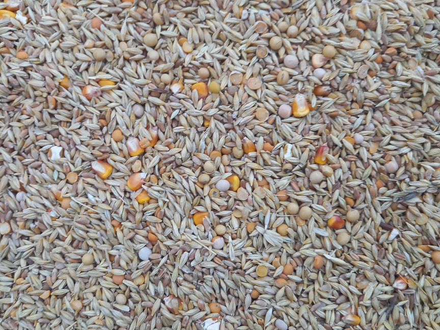 Зерносмесь