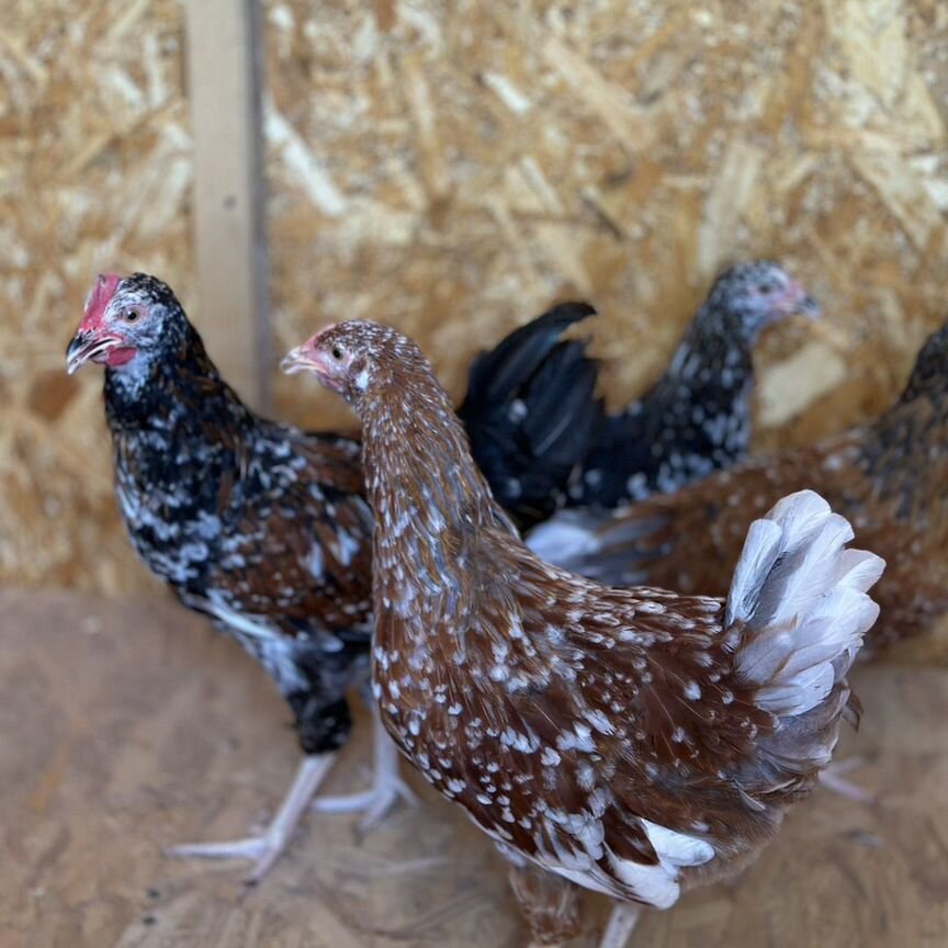 Куры шведский блюмен