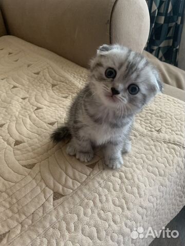 Шотландская вислоухая