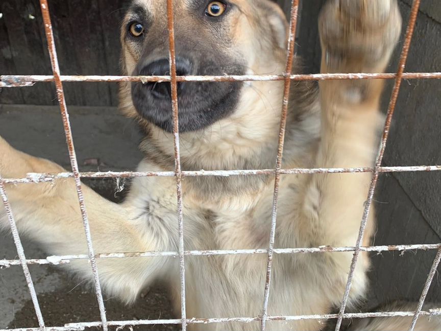 Собака в добрые руки щенок