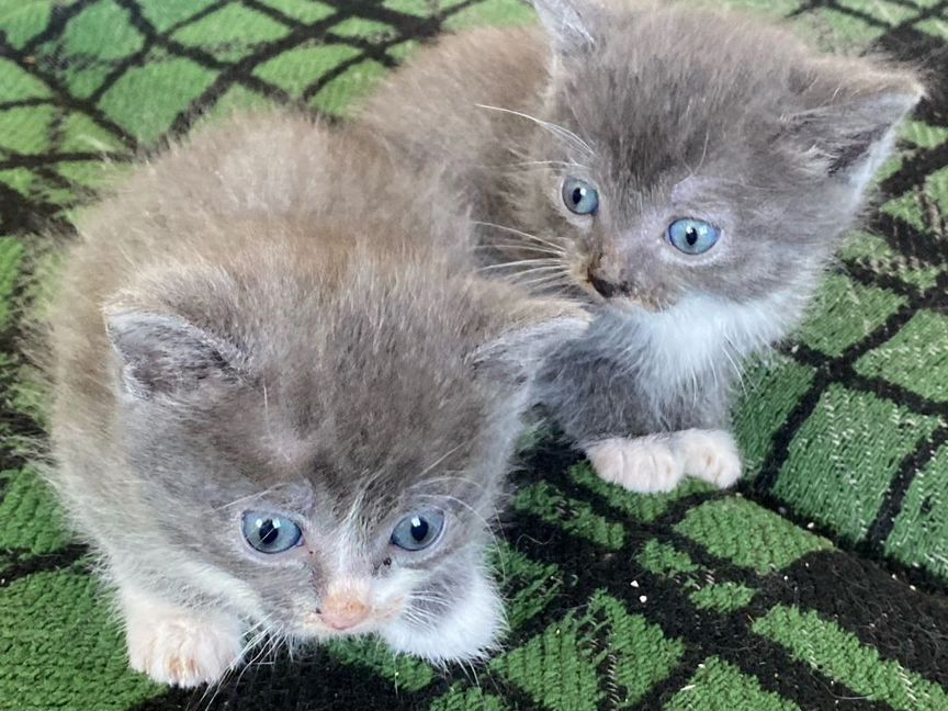 Котята в добрые руки 4 сыночка и лапочка дочка
