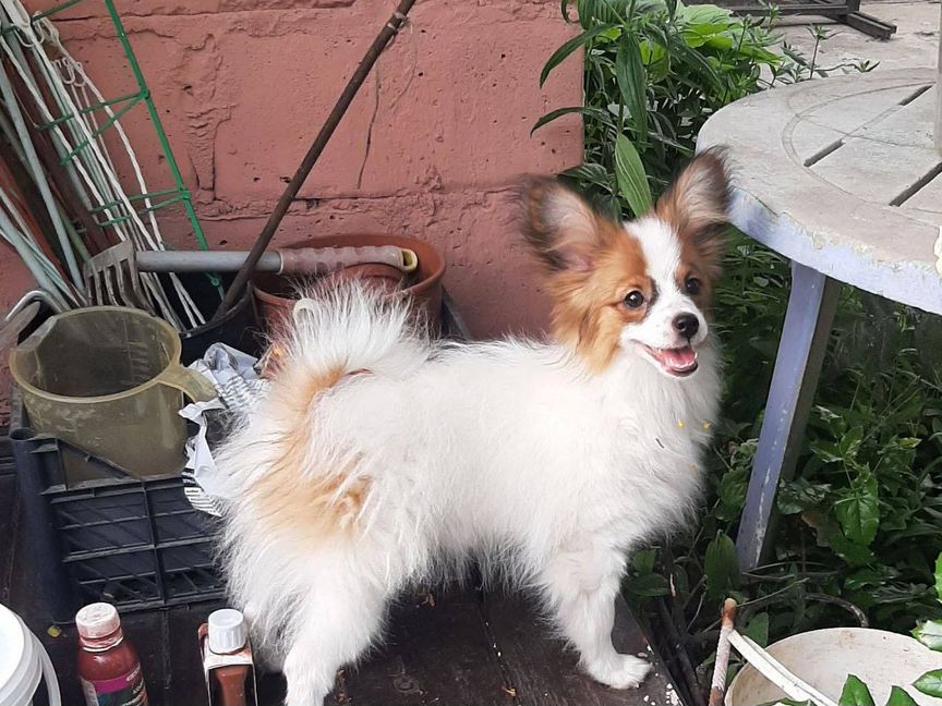 Щенки папийона