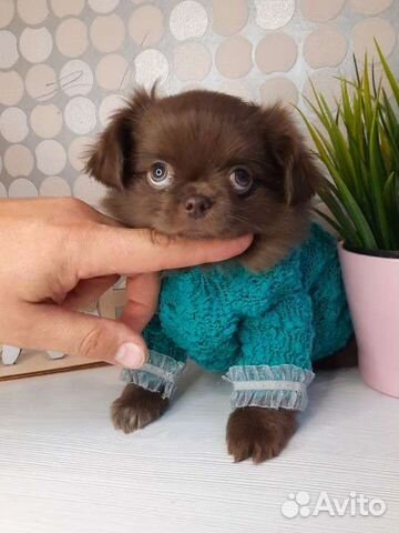 Ваш роскошный любимчик