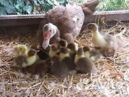 Продаю индоутят