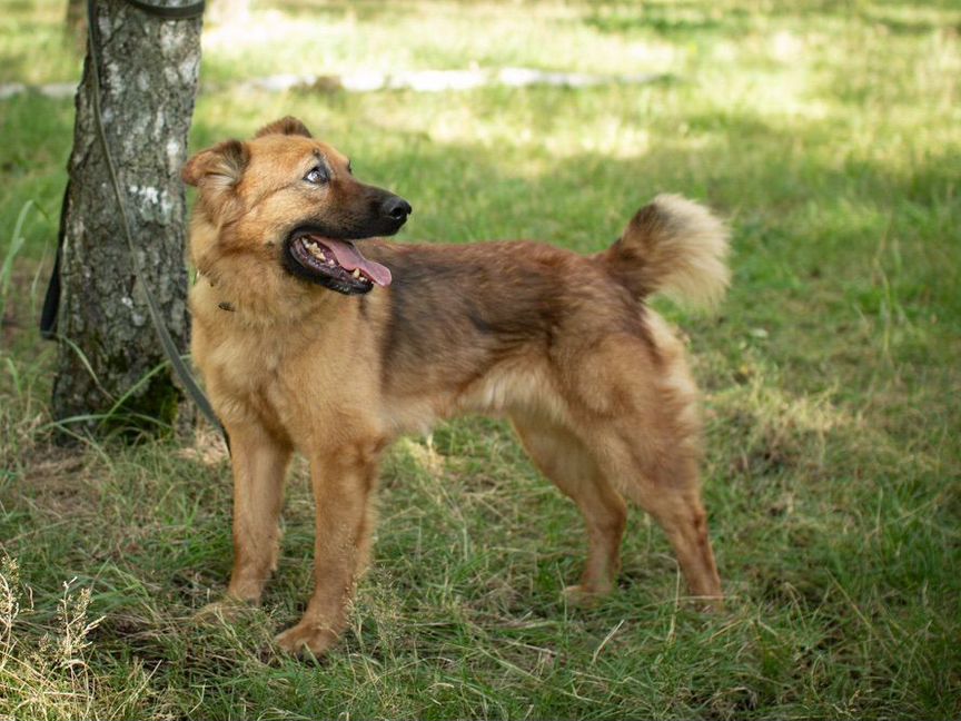 Кай бывший домашний попал в приют