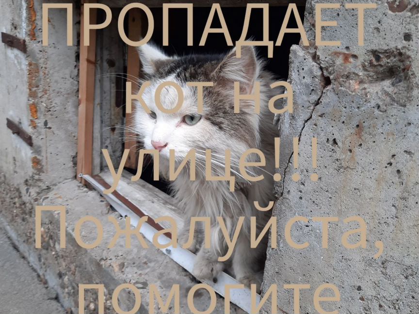 Крикун и истерик пропадает на улице