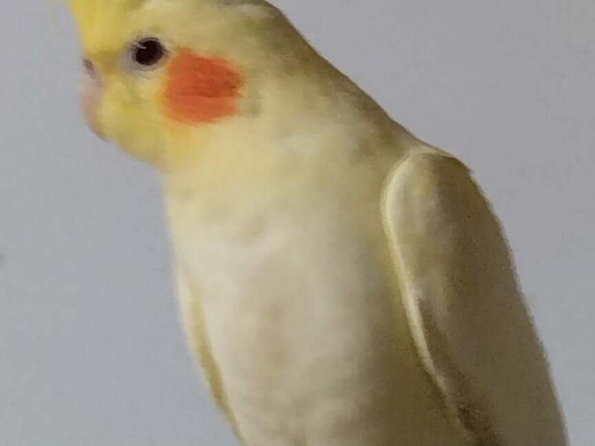 Попугай корелла