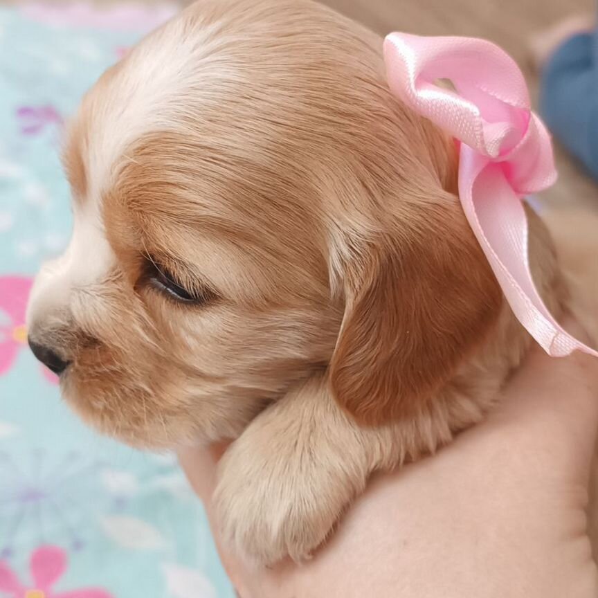 Русский охотничий спаниель, щенок