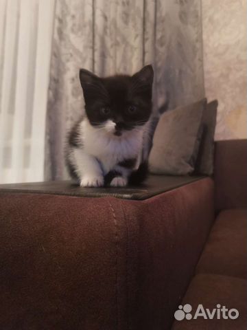 Отдам котенка в добрые руки