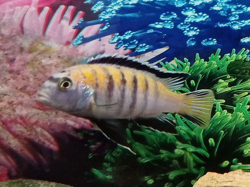 Аквариумные рыбки цихлиды