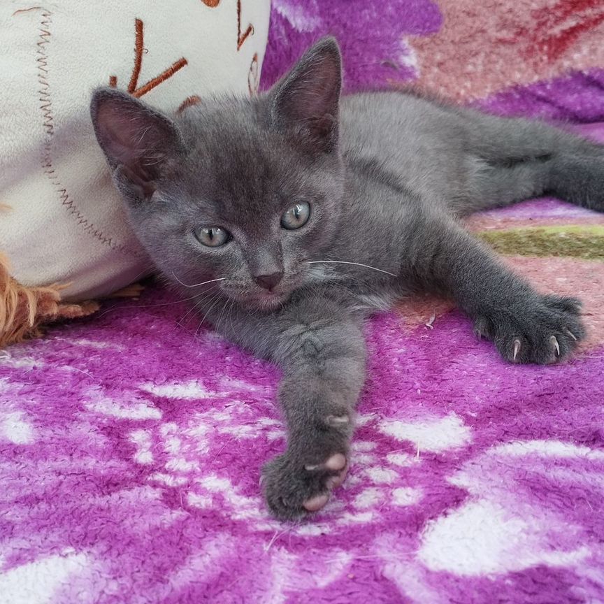 Котёнок в добрые руки