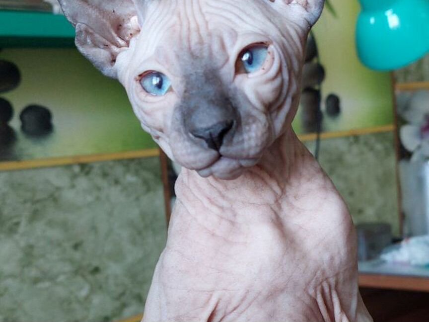 Донской сфинкс котенок