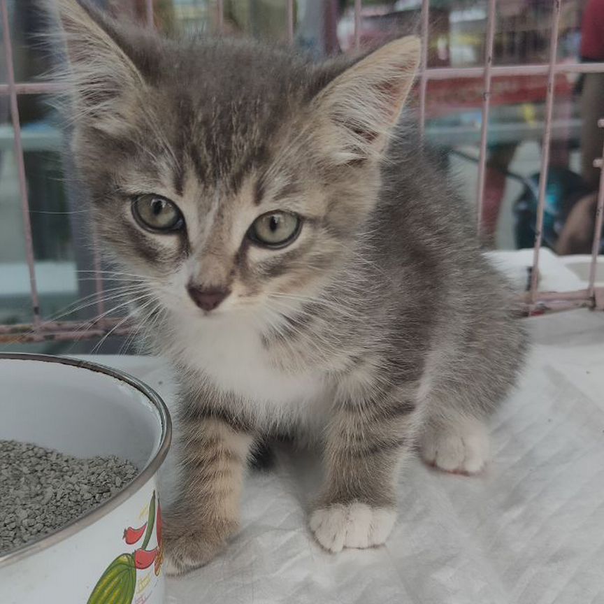 Котёнок в добрые руки