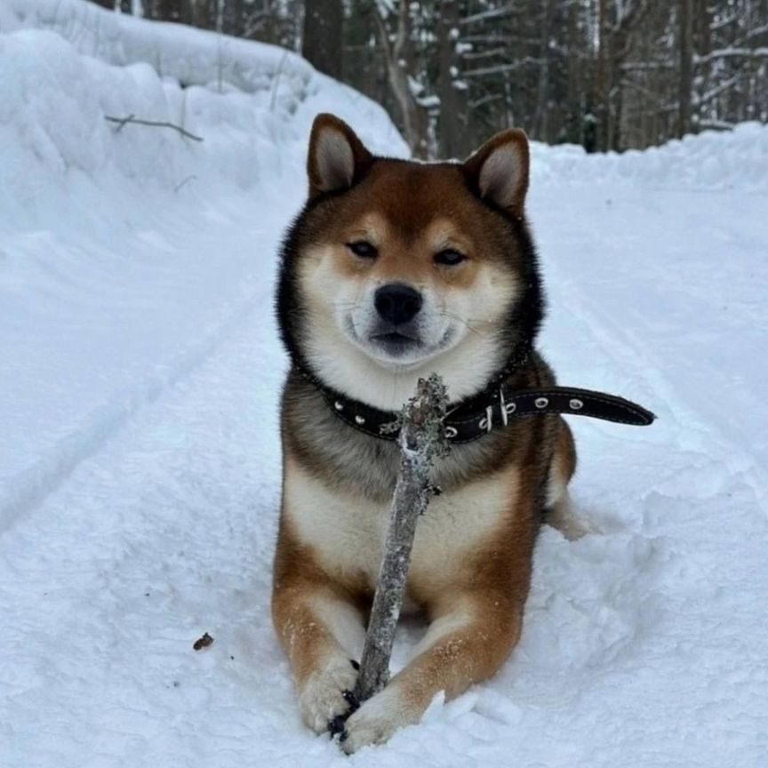 Разыскивается собака