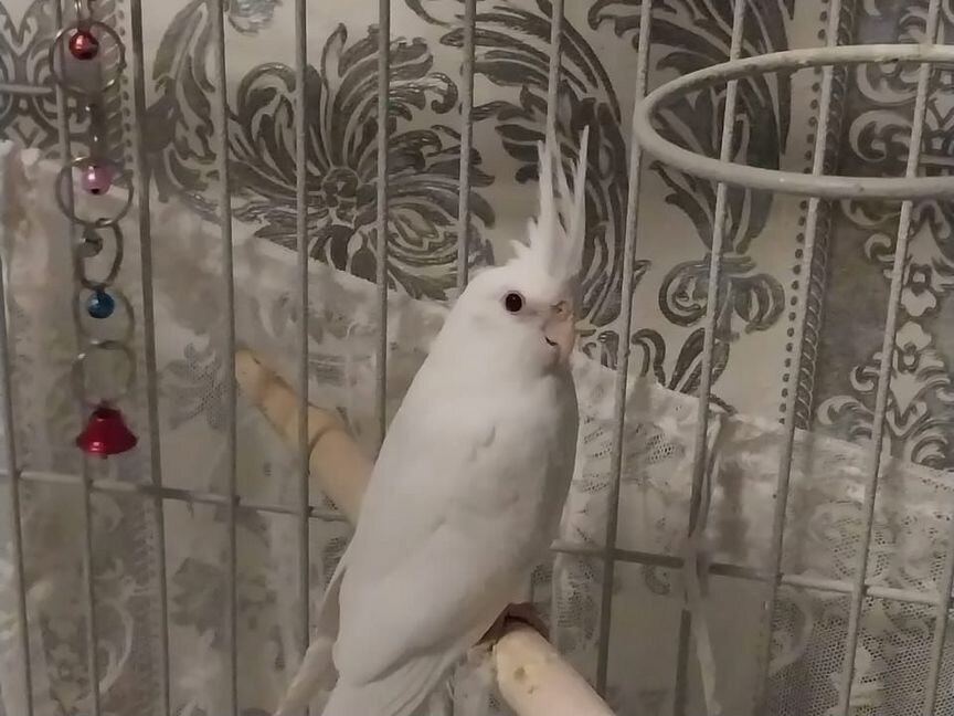 Попугай корелла самка