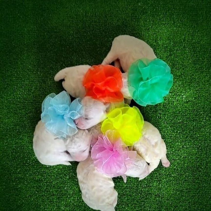 Бишон фризе, щенок