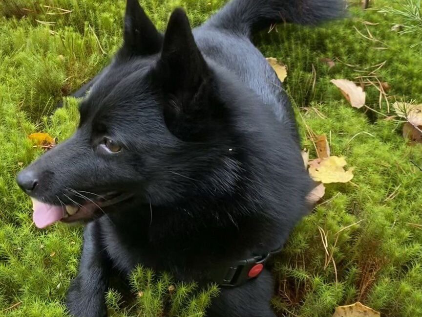 Кабель шипперке вязка