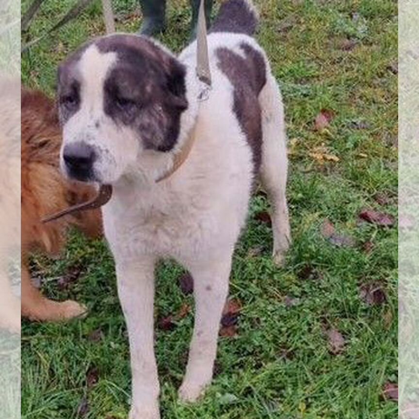 Среднеазиатская овчарка, взрослая собака