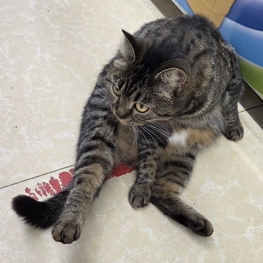 Британская короткошёрстная, взрослая кошка