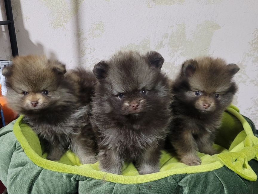 Померанский шпиц мальчики