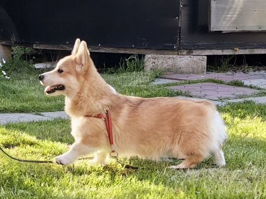 Луша Ксанти - 7 мес. Beльш Kopги Пембpок