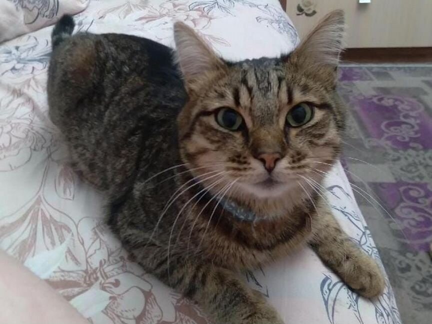 Котик Гоша 2 года