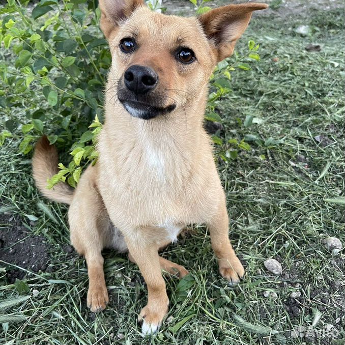 Щенок 10 месяцев девочка стерилизована