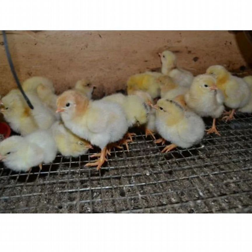 Цыплята суточные петушки