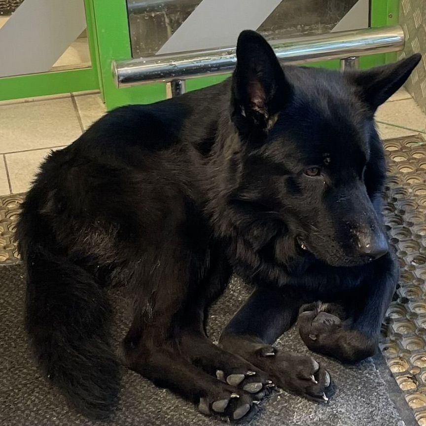 Немецкая овчарка, взрослый пёс