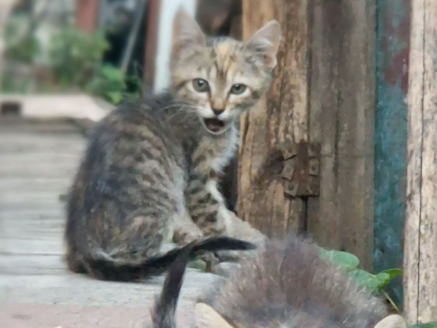 Котята на удачу