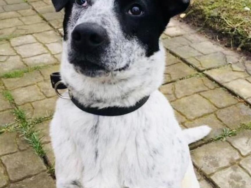 Пес ищет семью