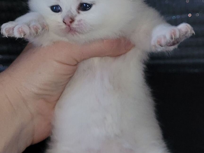 Плюшевые детки