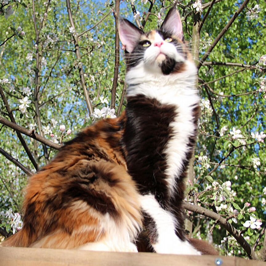 Кошка Мейн кун