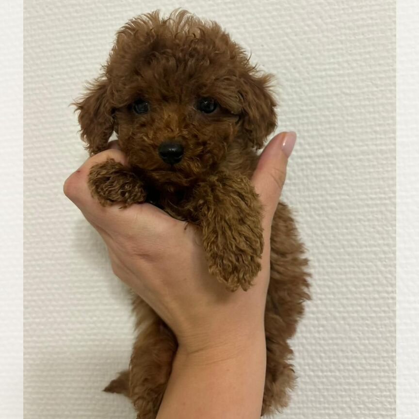 Той-пудель, щенок