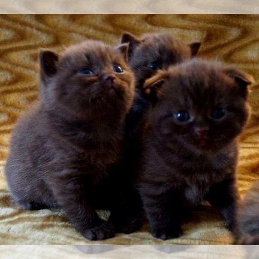 Шотландский вислоухий короткошёрстный котёнок
