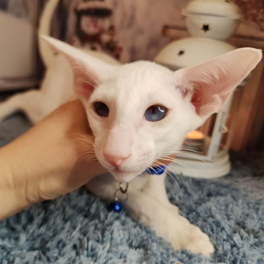 Ориентальный котёнок