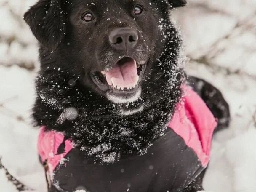 Общительный пёсик Дружок ищет дом