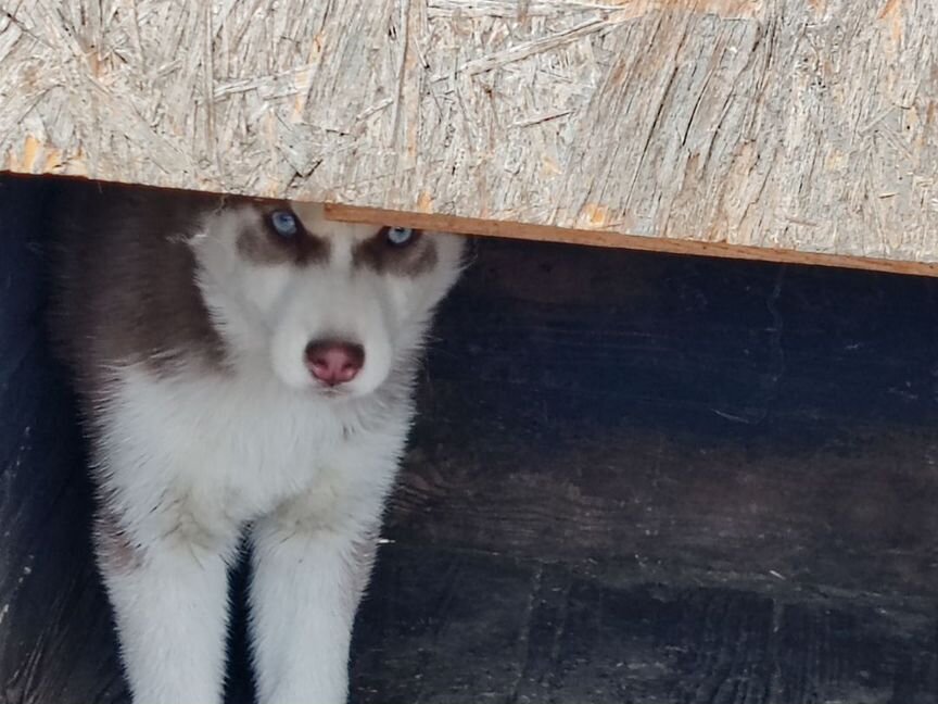 Щенок хаски