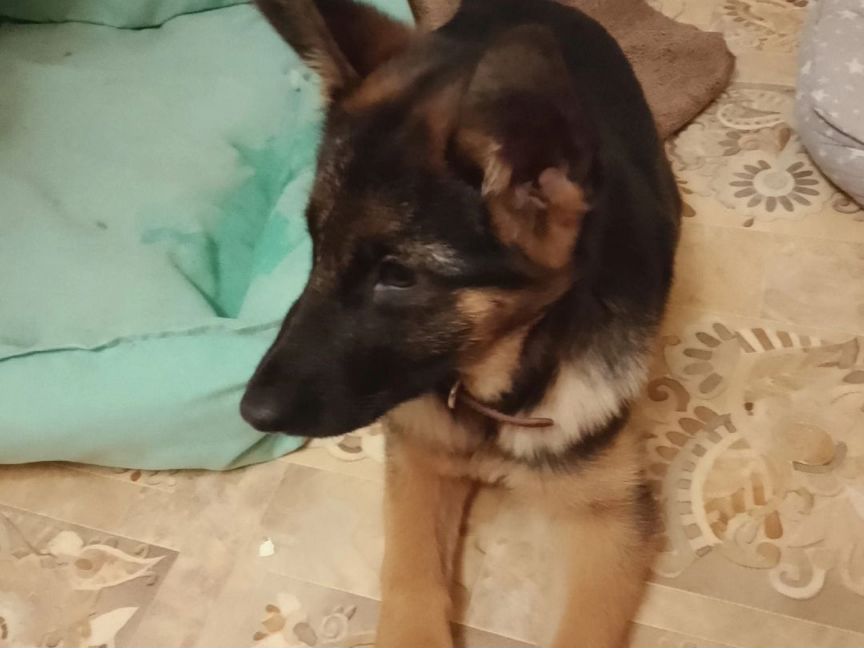 Собака немецкая овчарка