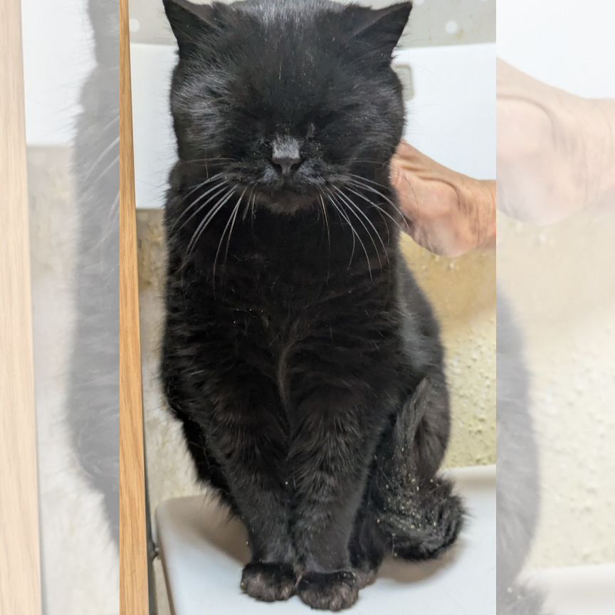 Британская короткошёрстная кошка, взрослая