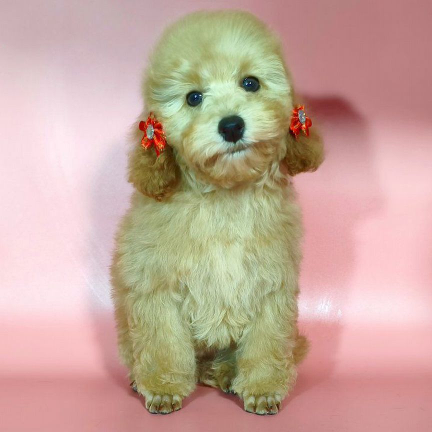 Той-пудель, щенок