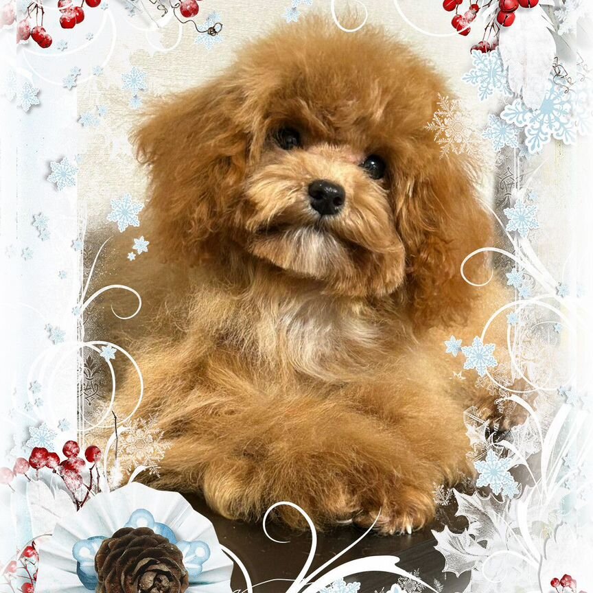 Мальтипу, щенок